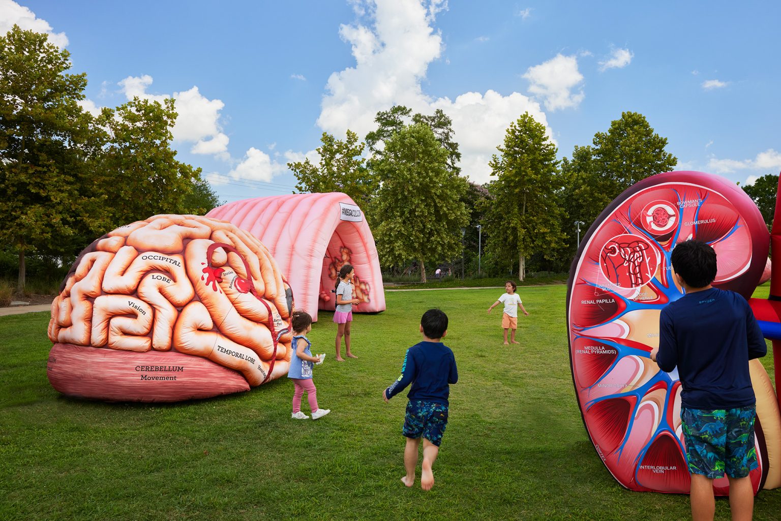 mega mini brain | Medical Inflatables