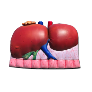 Interactive Medical Inflatable Exhibits | Mega Inflatables Product Range