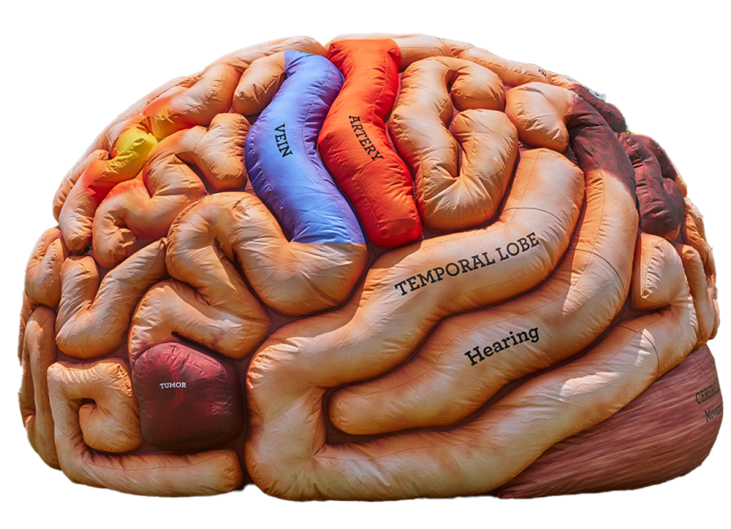 mega mini brain | Medical Inflatables